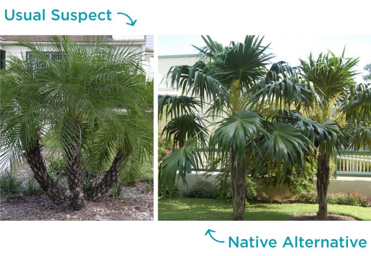 Native Plants Blog - Cadence : Cadence