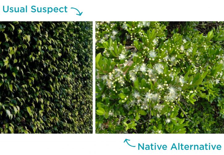 Native Plants Blog2 - Cadence : Cadence