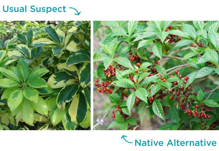 Native Plants Blog4 - Cadence : Cadence