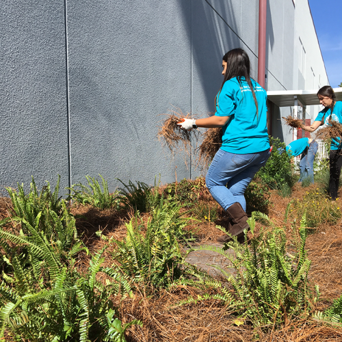 STREAMscapes MLK Jr Day of Service HandsOn Broward Cadence Landscape ...