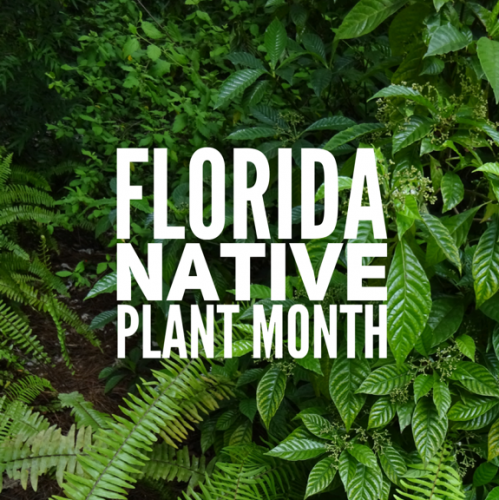 Florida Native Plant Month - Cadence : Cadence