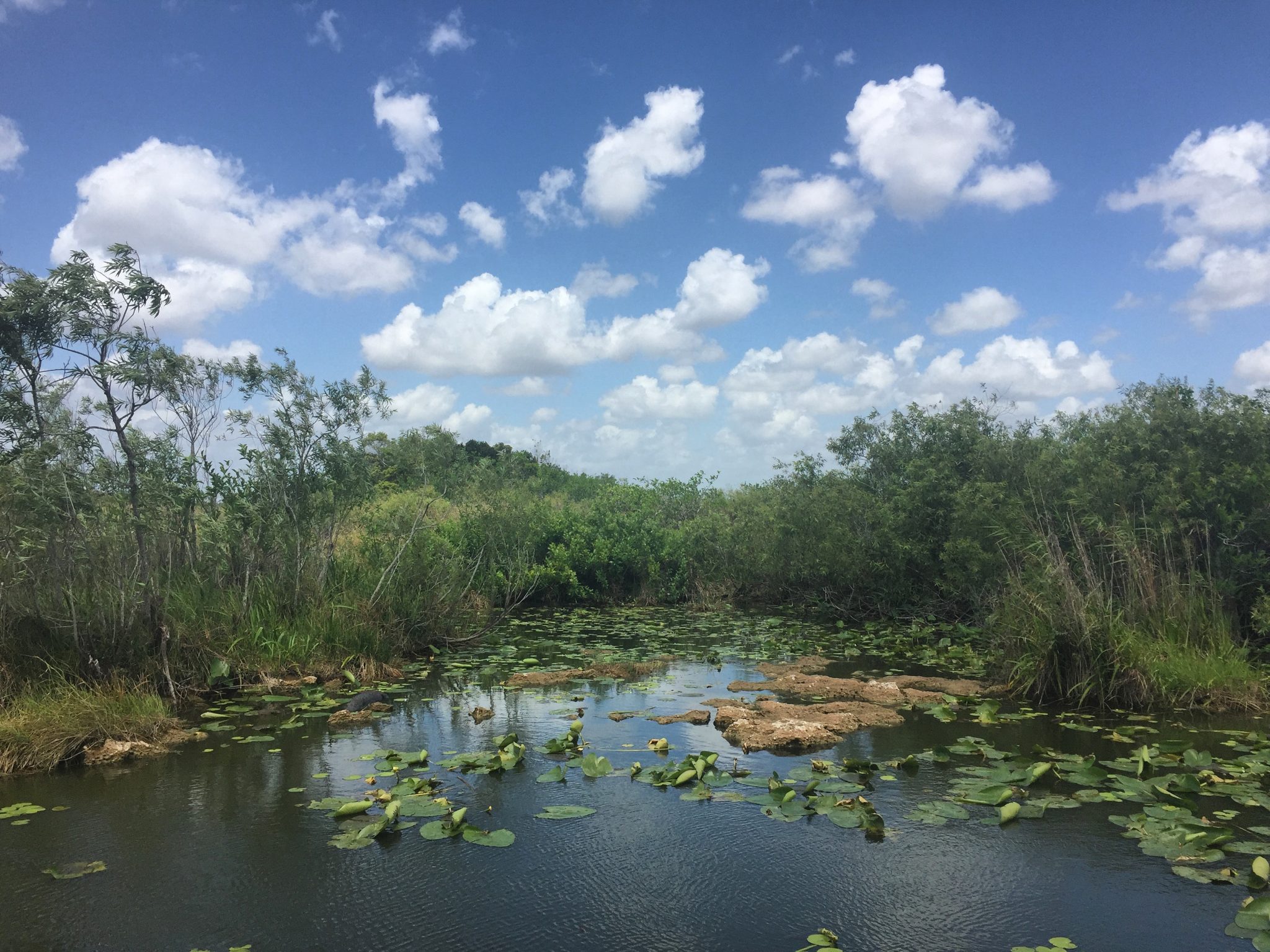 Keeping Florida Wild - Cadence : Cadence